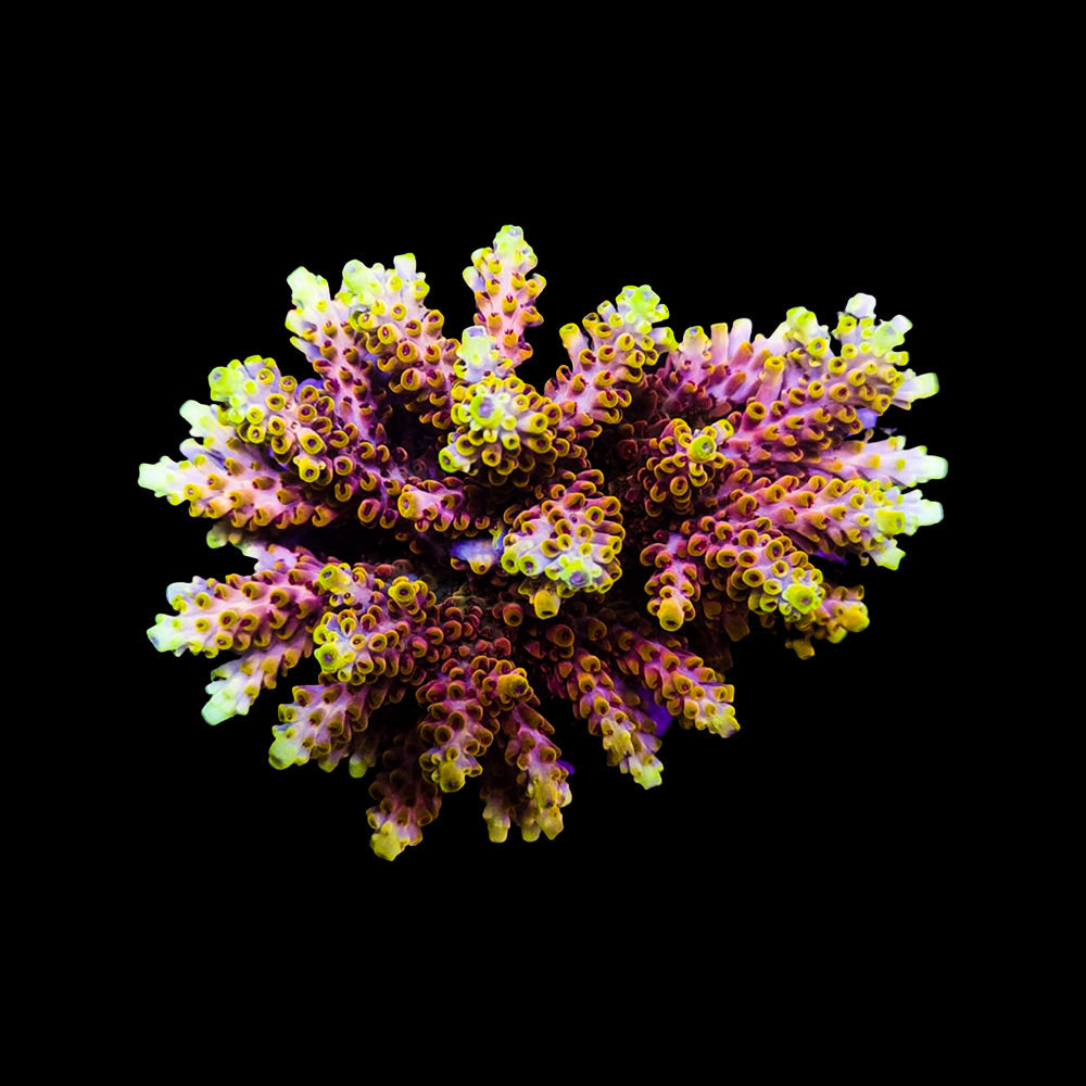 Acropora | Coral sale online | Reef Joker