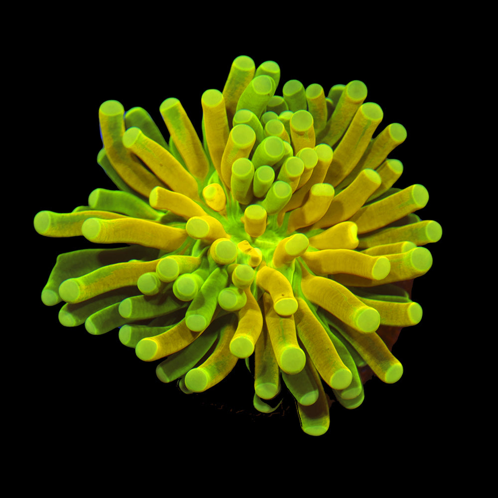 Euphyllia | Vendita coralli online | Reef Joker