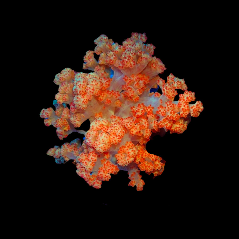 Vendita coralli online | Per il tuo acquario marino | Reef Joker