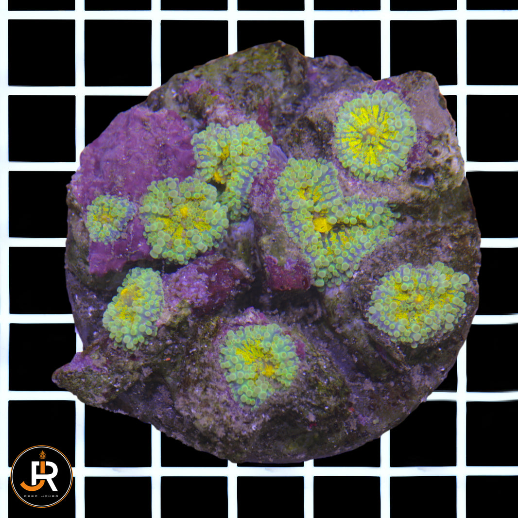 Negozio di acquari a Milano | Vendita pesci e coralli | Reef Joker